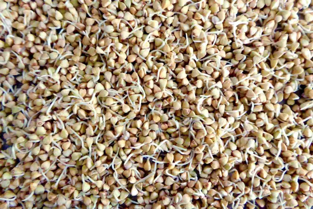 Sprouted Buckwheat Salad With Basil Pesto - LB Health & Lifestyle