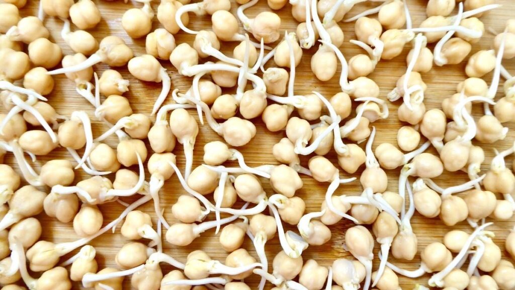 How to Sprout Chickpeas (Step By Step Guide) - LB Health & Lifestyle