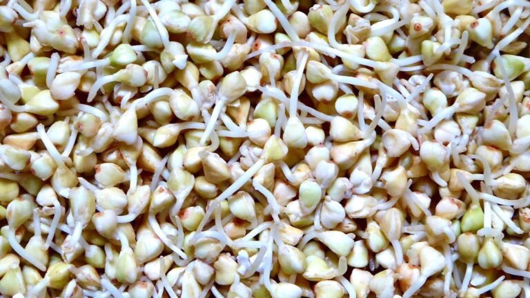How To Sprout Buckwheat (+Benefits & Nutrition) - LB Health & Lifestyle